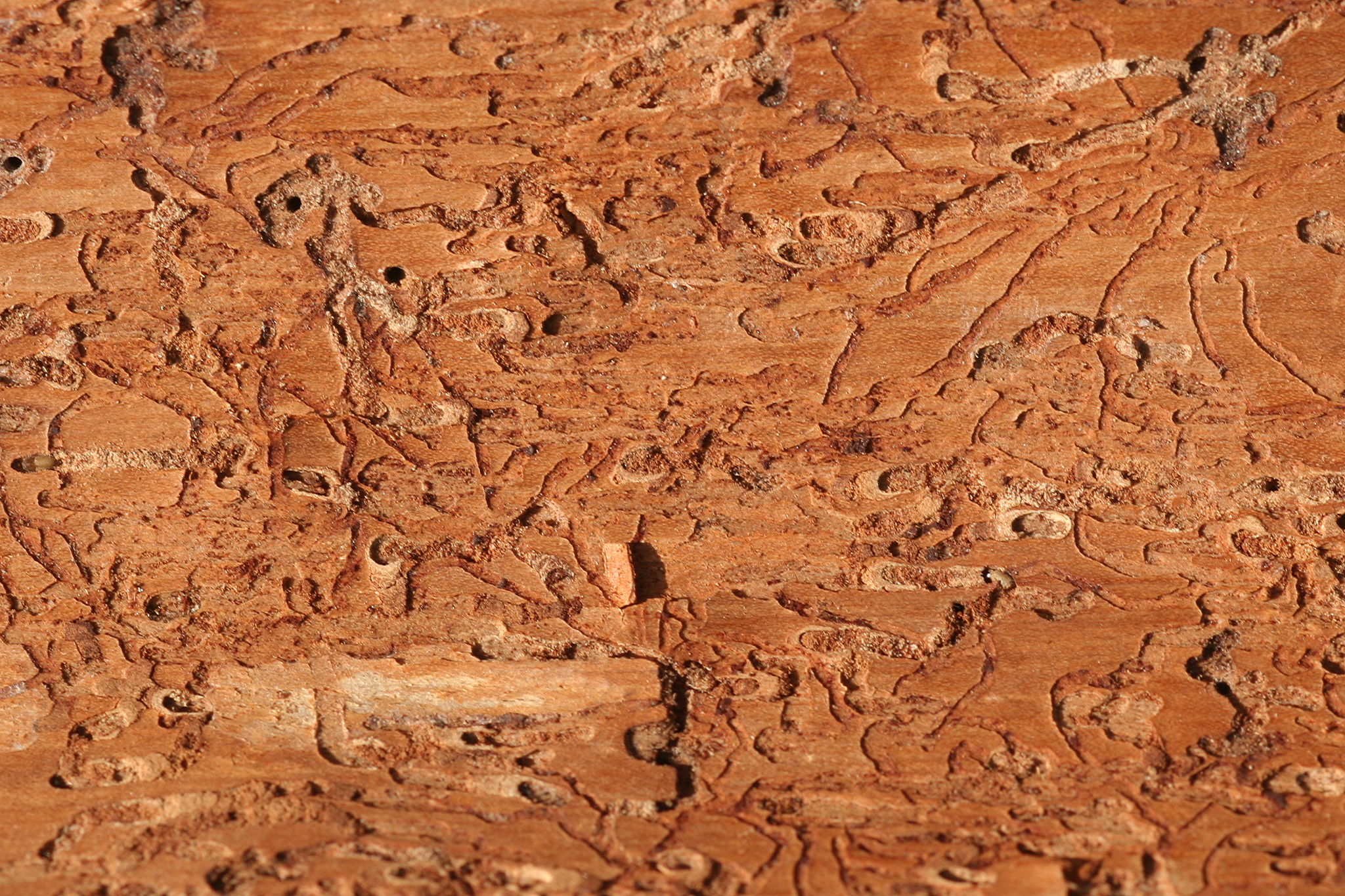 Wichtige Borkenkäferarten und ihre ökologische Bedeutung - waldwissen.net