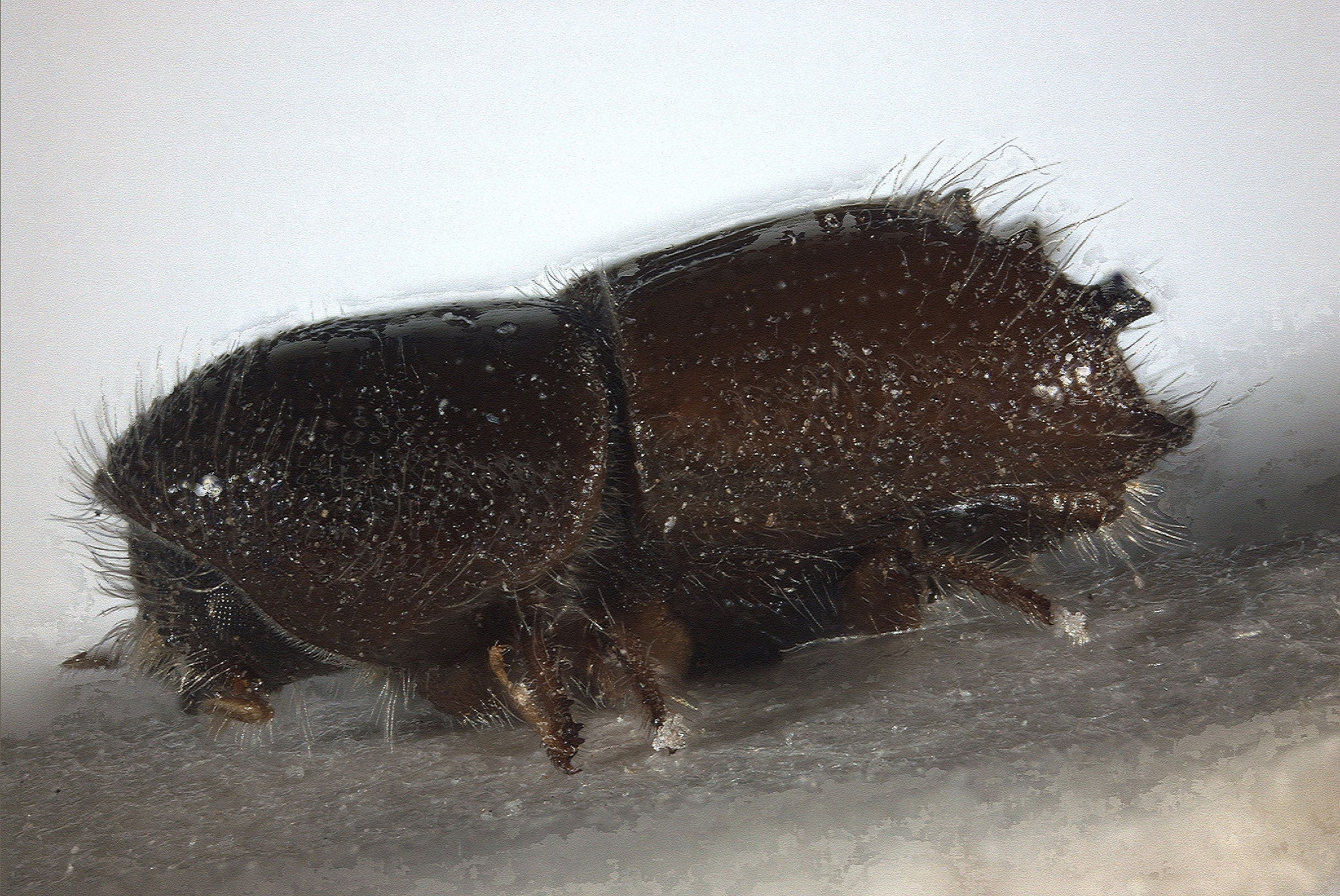 Wichtige Borkenkäferarten und ihre ökologische Bedeutung - waldwissen.net