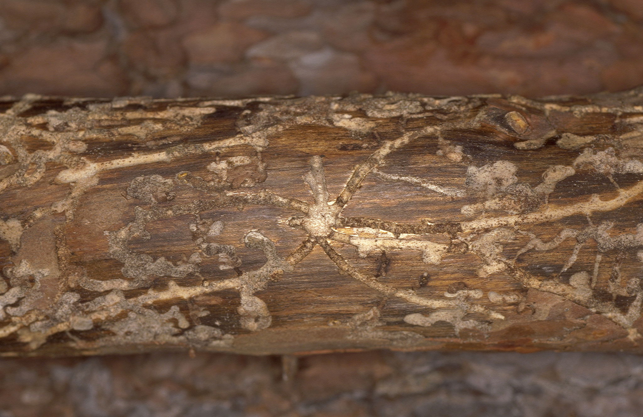 Wichtige Borkenkäferarten und ihre ökologische Bedeutung - waldwissen.net