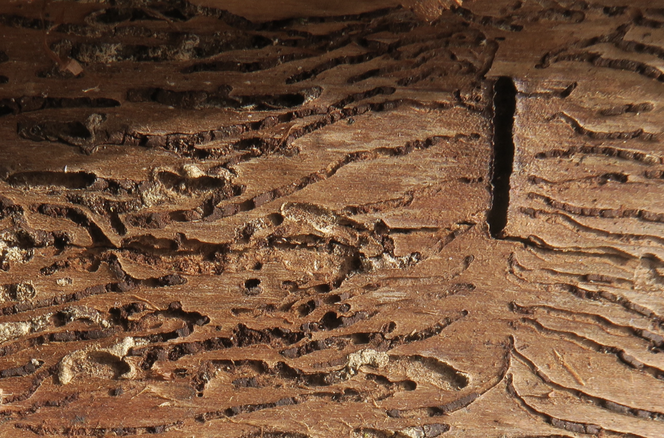 Wichtige Borkenkäferarten und ihre ökologische Bedeutung - waldwissen.net