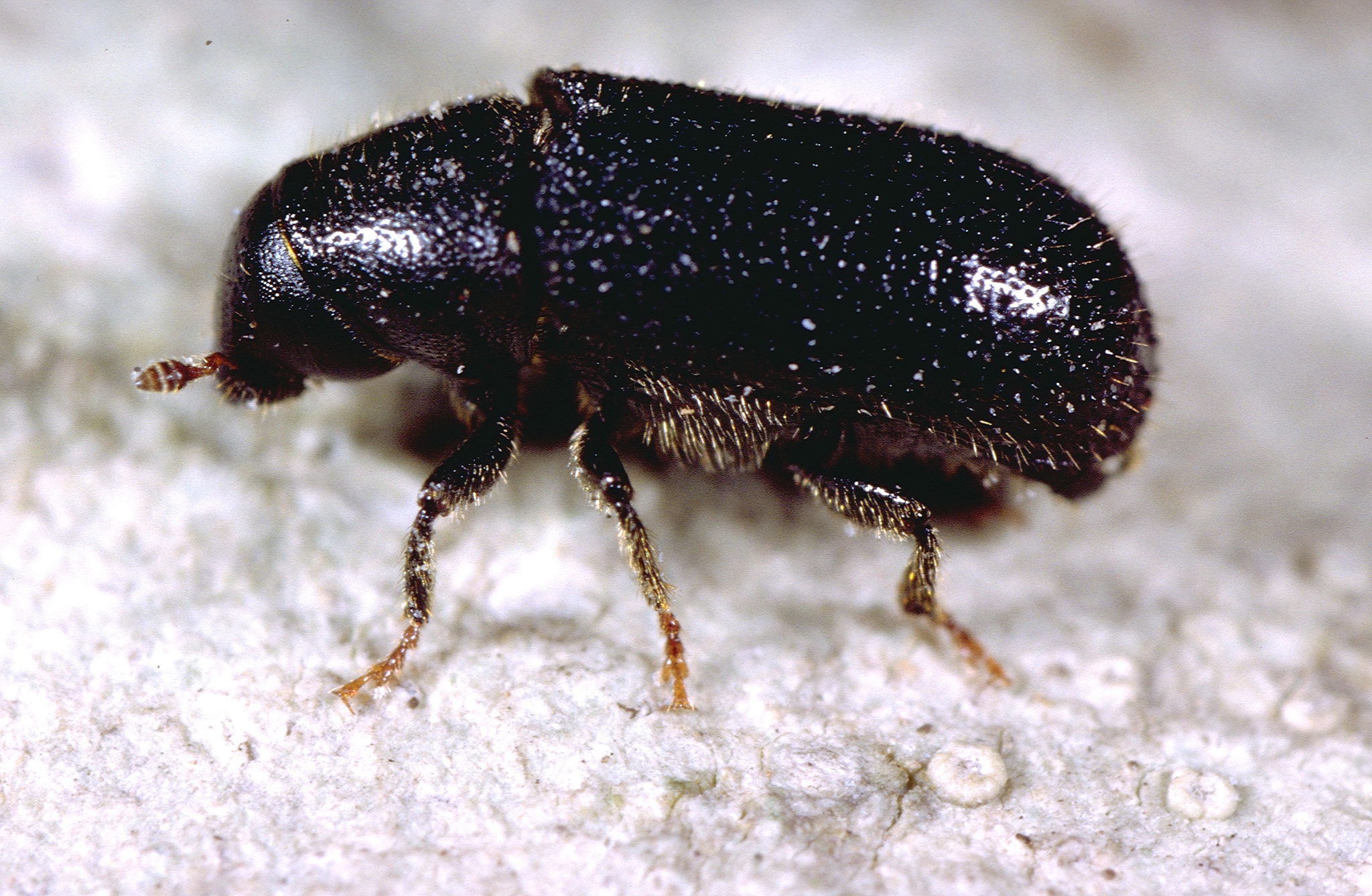 Wichtige Borkenkäferarten und ihre ökologische Bedeutung - waldwissen.net