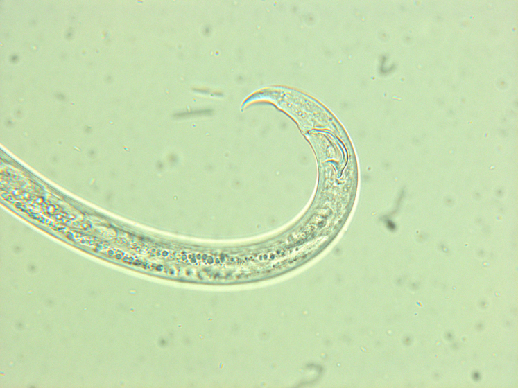 Überwachung der Kiefernholznematode in Österreich 2021 - waldwissen.net