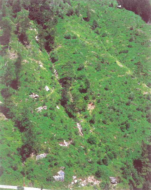 Vivians Erbe – Waldentwicklung nach Windwurf im Gebirge - waldwissen.net