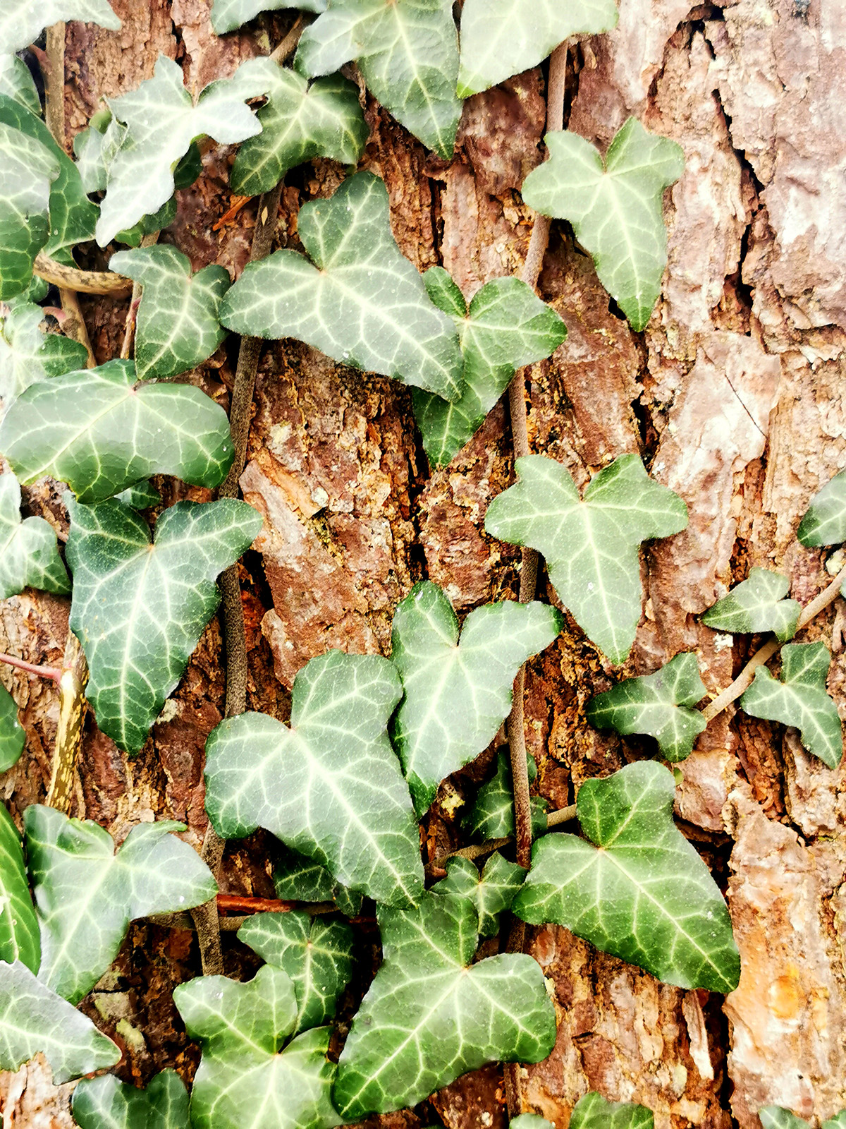 Efeu an Waldbäumen – schädlich oder nicht? - waldwissen.net