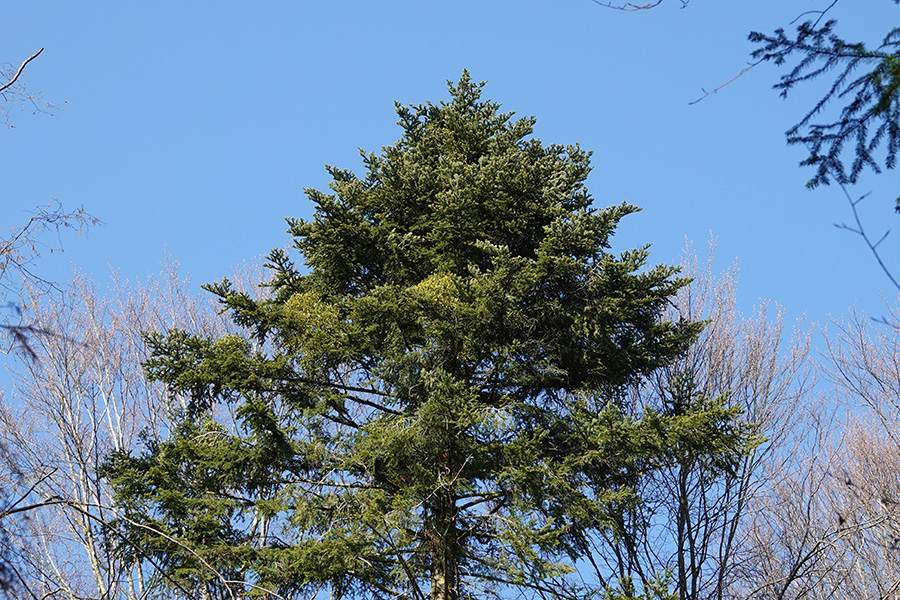 Die Weisstanne (*Abies alba*)