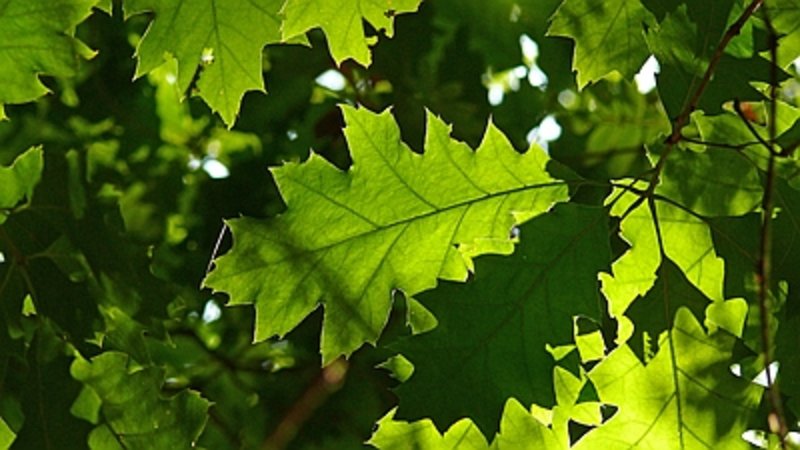 Kurzportrait Roteiche (Quercus rubra L.) - waldwissen.net