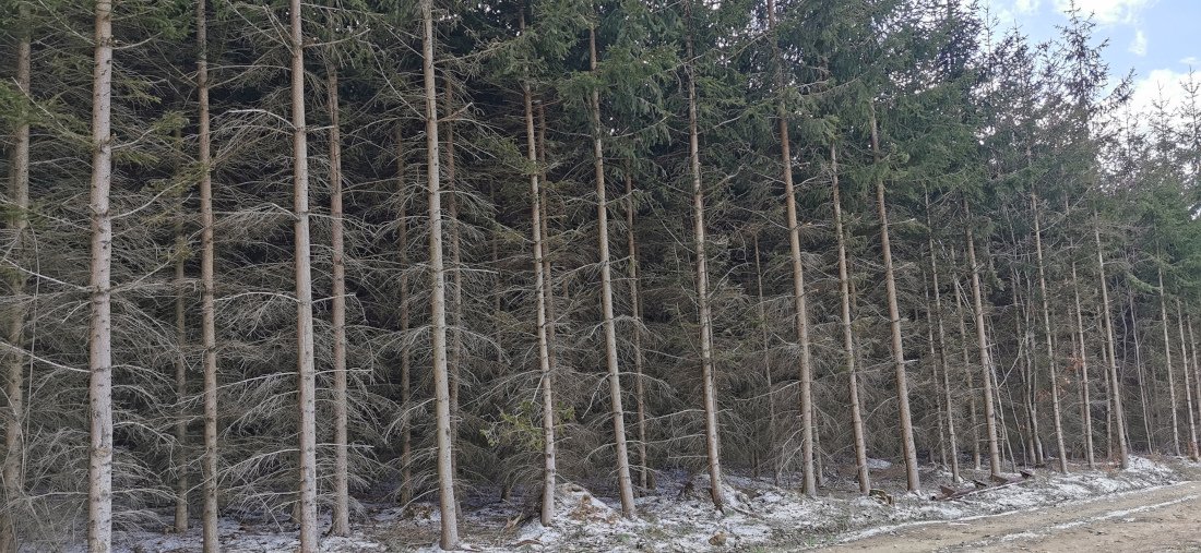 Wie geht man mit gefährdeten Fichtenbeständen um? - waldwissen.net