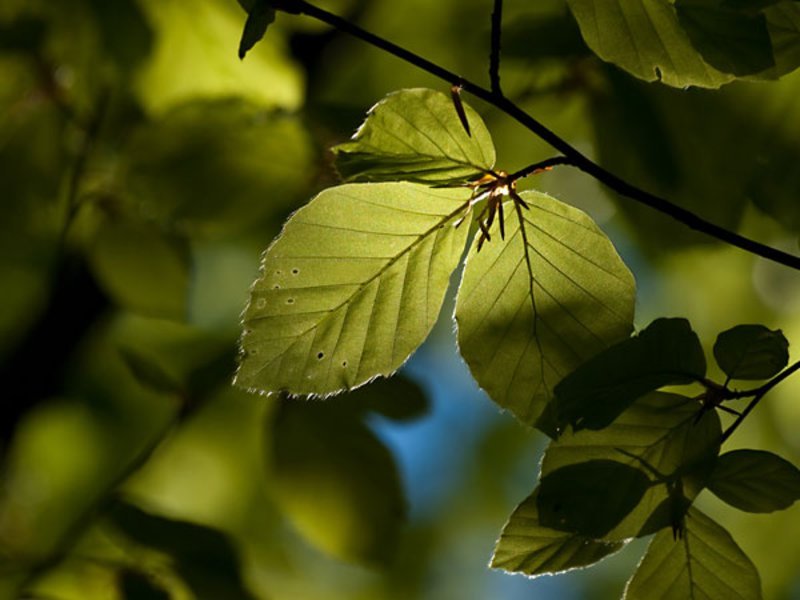 Baumartenportrait Rotbuche (Fagus sylvatica L.) - Waldwissen.net