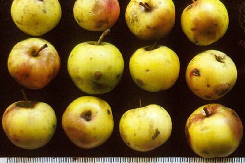 Der Wildapfel (Malus sylvestris)