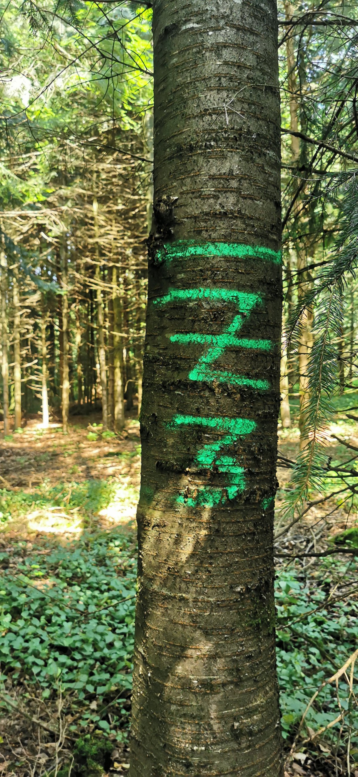 Dickes Laubholz muss nicht wertvoll sein, wertvolles ist aber dick ...