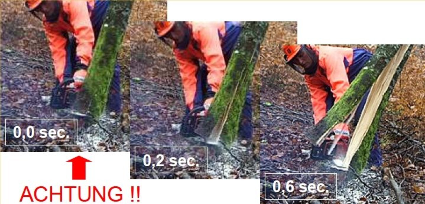 Fälltechnik für Laubholz