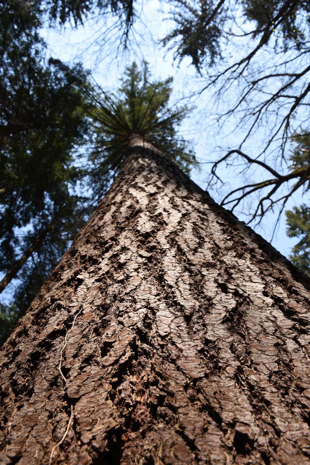 Ertragsreich und zukunftssicher: Hohe Erwartungen an die Douglasie ...