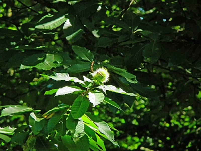 Kurzportrait Edelkastanie (Castanea sativa)