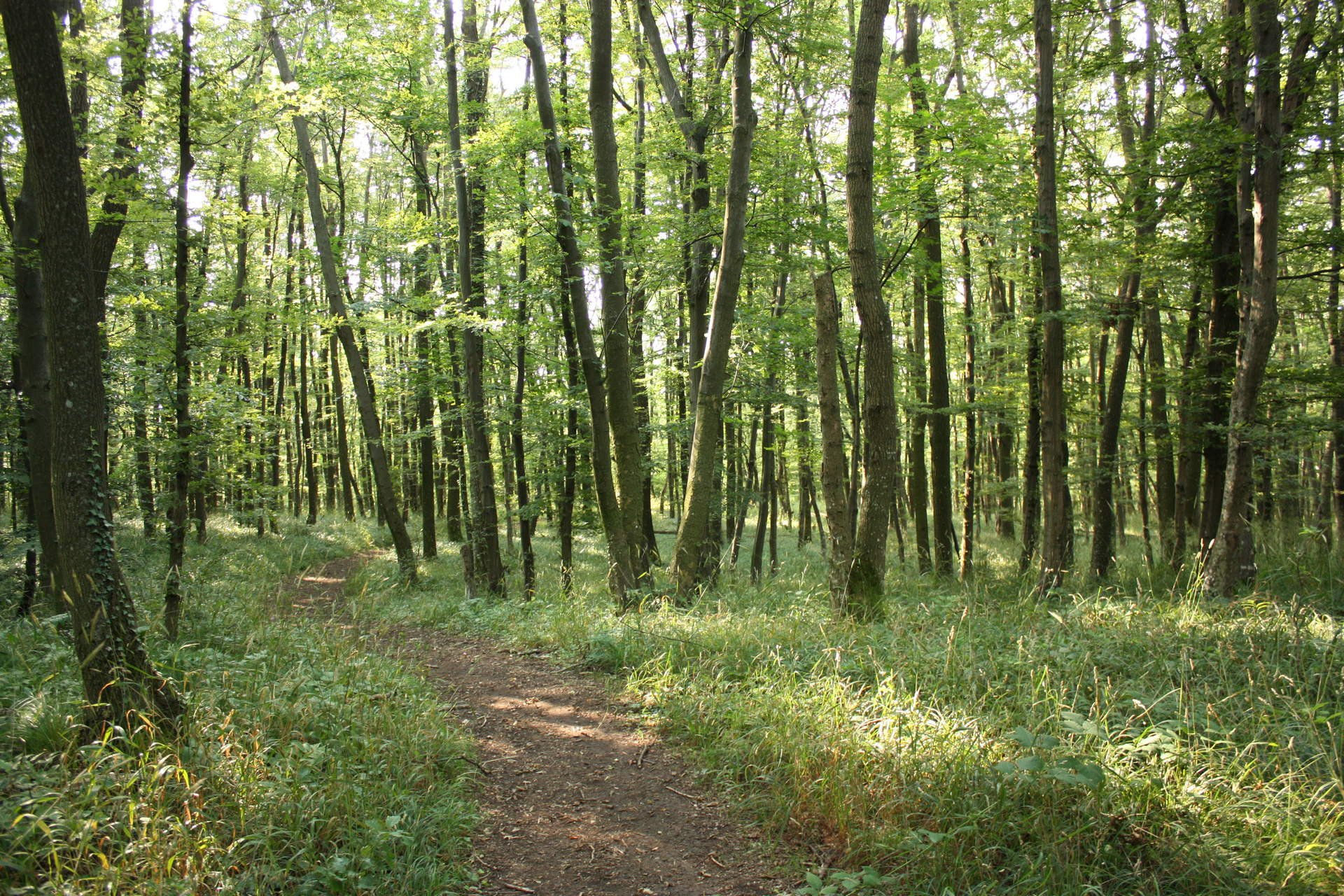 Laubholz: Qualität ist alles - waldwissen.net