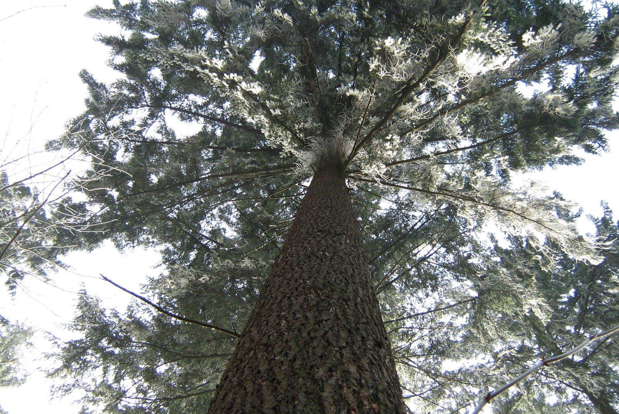 Naturverjüngung der Douglasie im Stadtwald Freiburg – invasiv?
