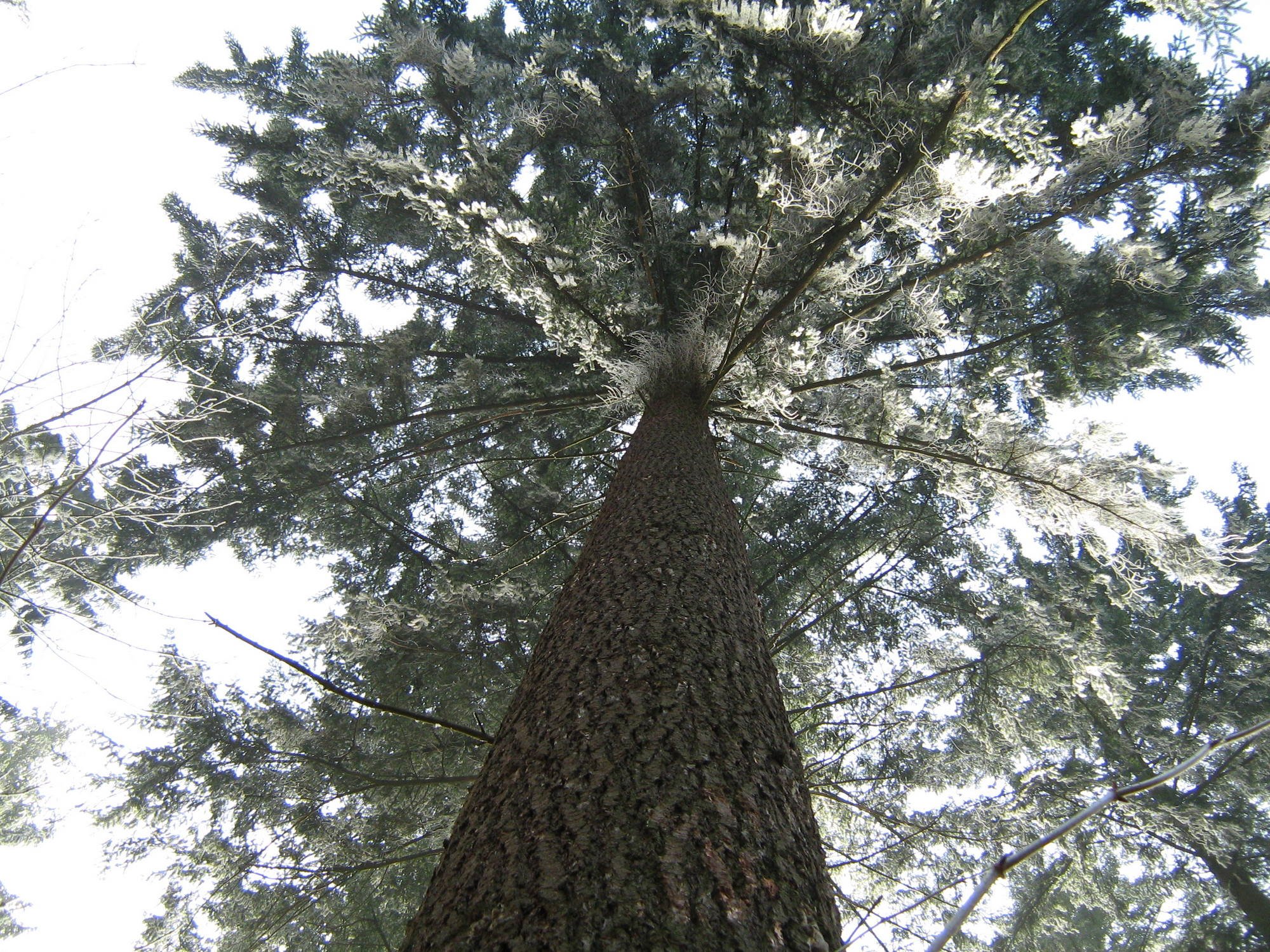 Douglasie, die anpassungsfähige - waldwissen.net