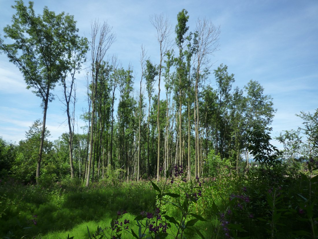 Die waldbauliche Behandlung der Esche - waldwissen.net