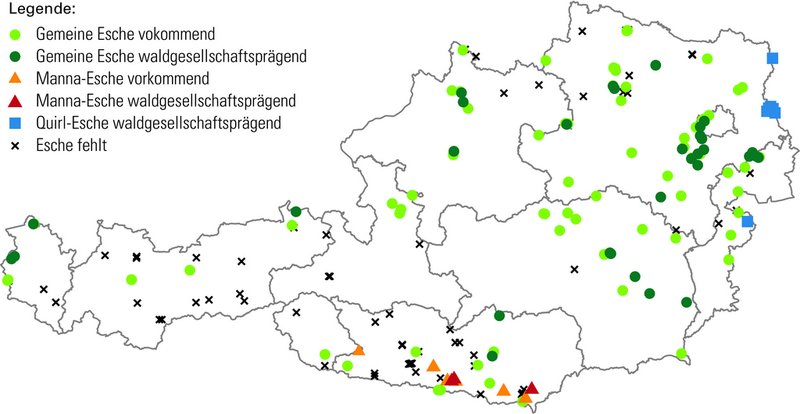 Die Gemeine Esche im österreichischen Naturwaldreservate-Netz