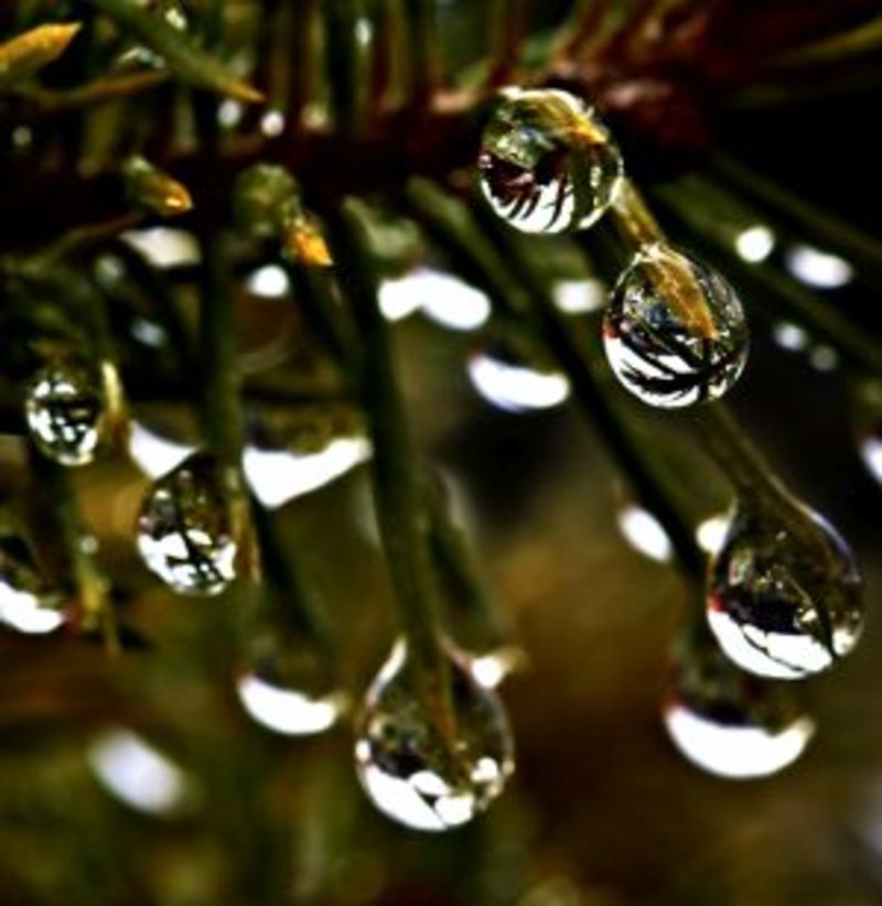 Wald und Wasser – ein (fast) ideales Paar - waldwissen.net