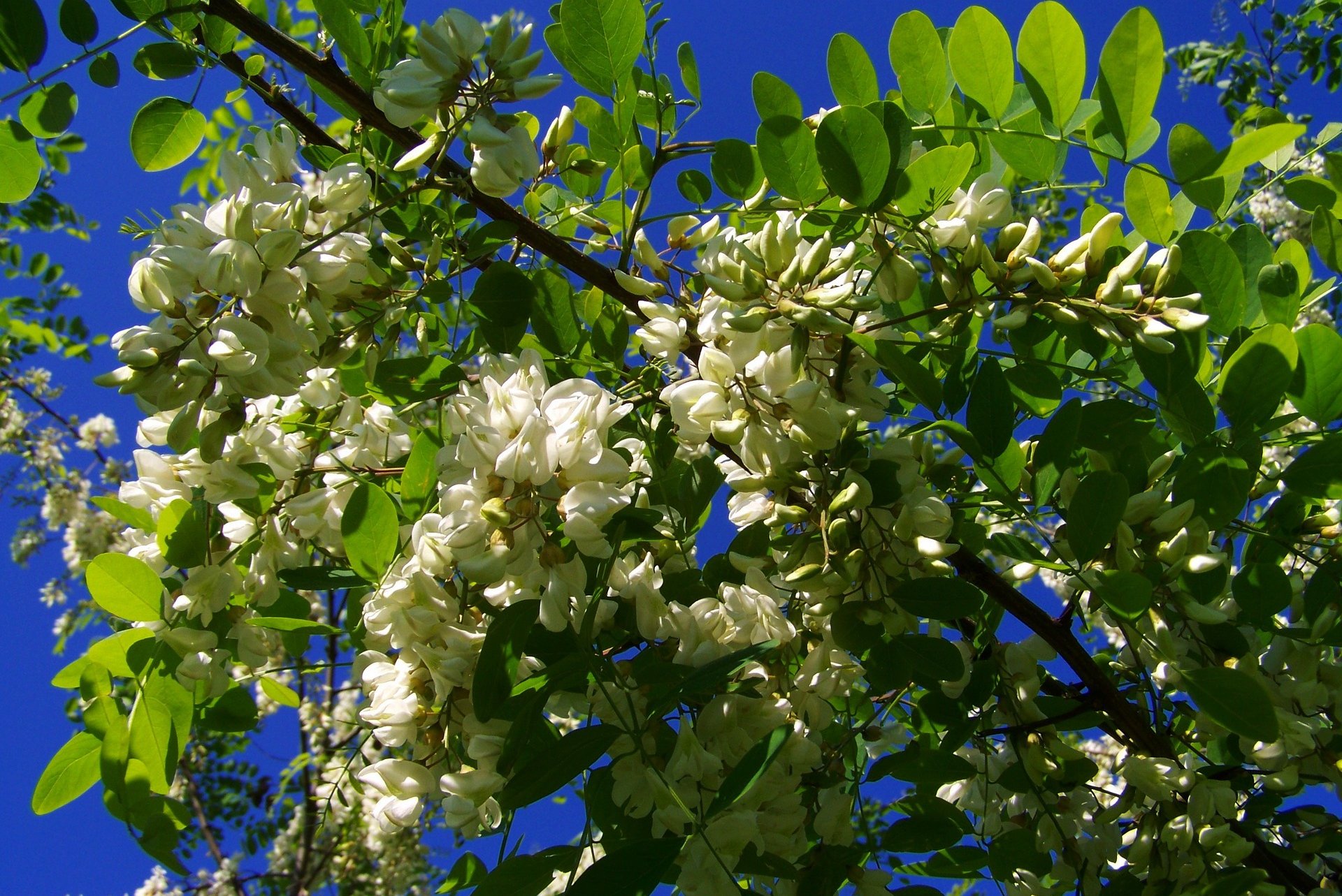 Kurzportrait Robinie (Robinia pseudoacacia L.)