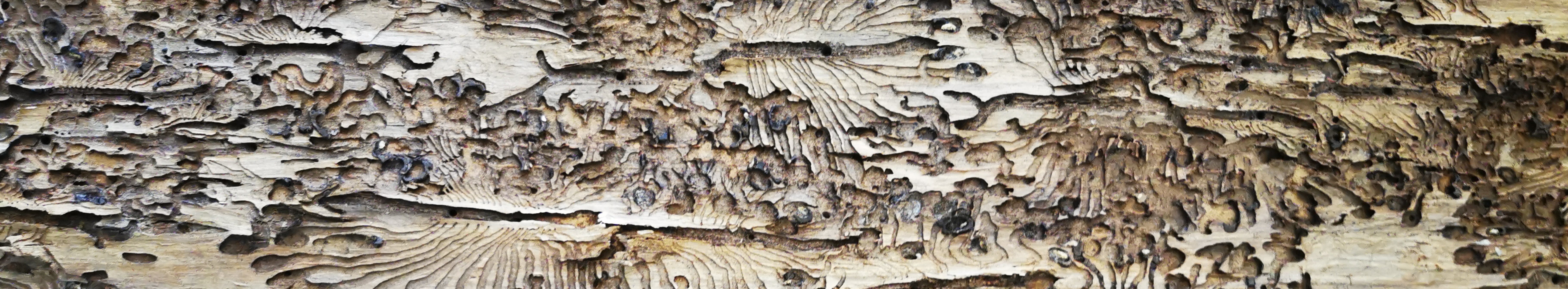 *Ips duplicatus*: a new species of bark beetle for Switzerland