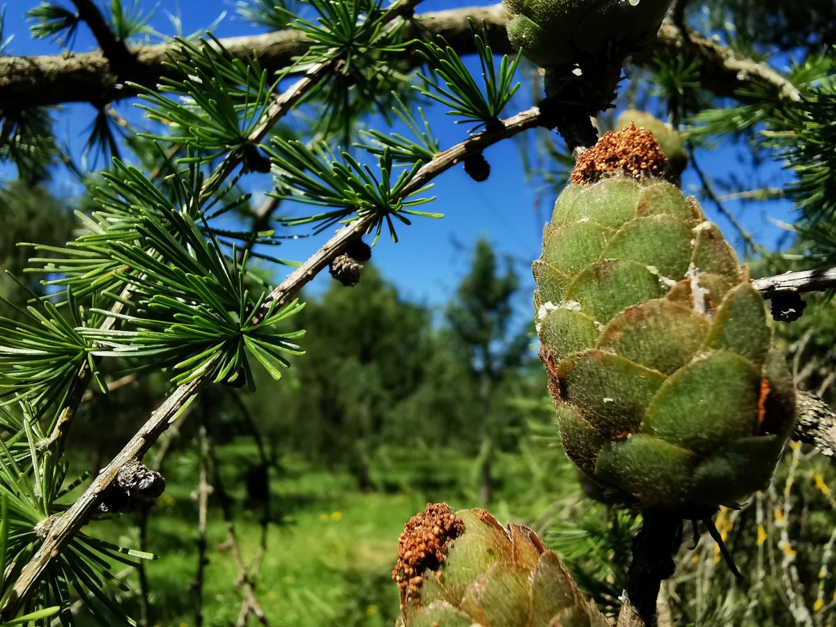 Die Lärche im Klimawandel - waldwissen.net