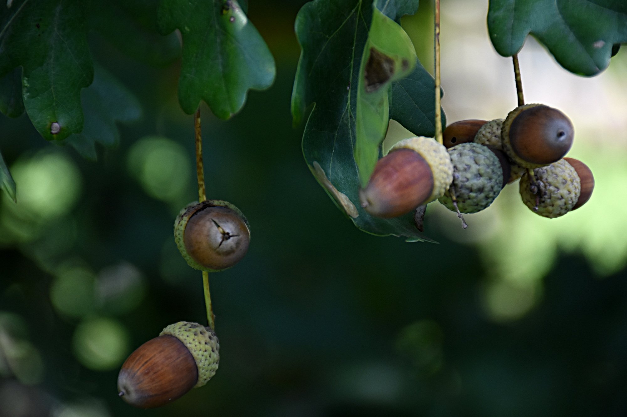 Vier Eichenarten in Österreich maßgebend
